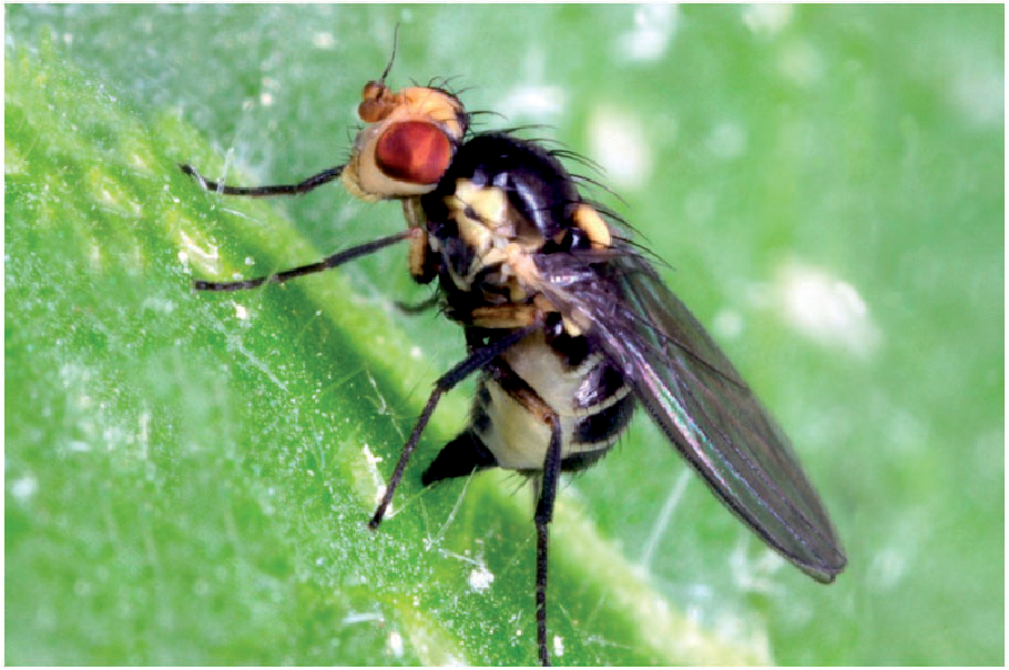 Musca minieră – GLISSANDO