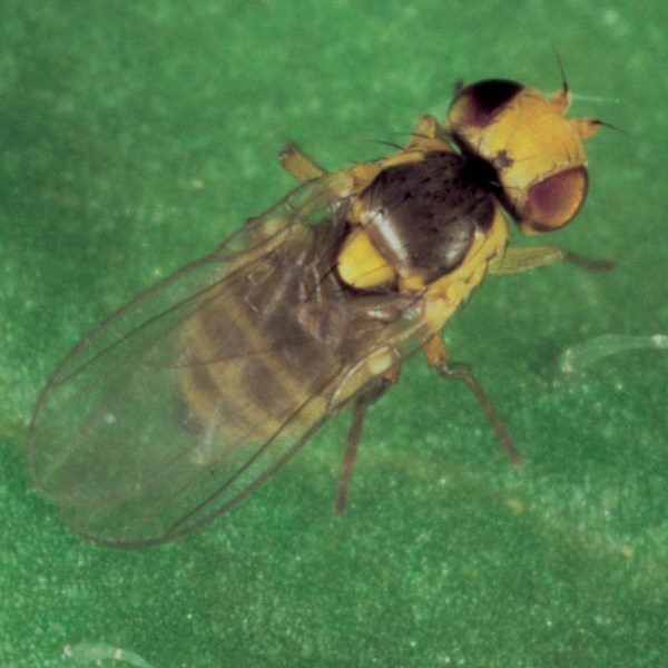 Musca minieră – GLISSANDO